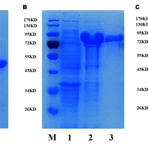 Biotransformation Pathways Of Ginsenosides Rb1 And Rd By Recombinant
