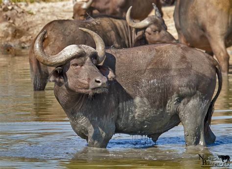Cape Buffalo Facts Information Pictures And Video Learn More