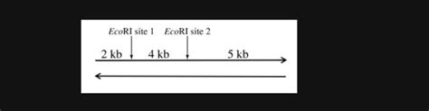 Solved 5 A Region Of Dna Both Strands Shown From Wild