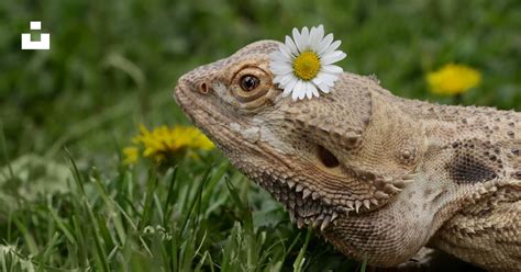 머리에 꽃을 꽂은 도마뱀 사진 Unsplash의 무료 정원 이미지