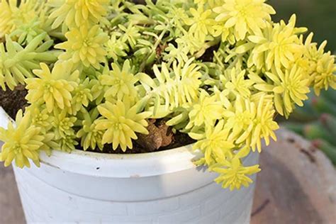 What A Lemon Ball Sedum Is And How To Take Care Of It