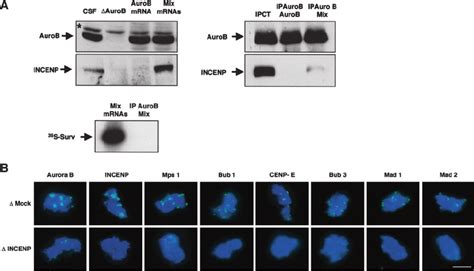 The Complex Aurora Bincenp Regulates The Kinetochore Localization Of