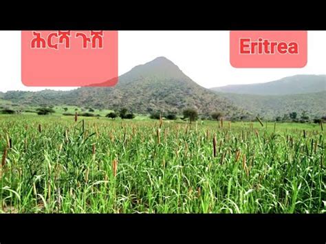 Farming In Eritrea Africa Subscribe YouTube