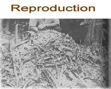 Til Caimens Sex Is Determined By Temperture Outside Rtodayilearned Til Caimens Sex Is Determined By Temperture Outside Rtodayilearned