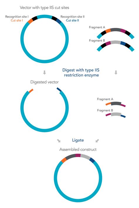 Simple Cloning Process 555 Cloning Process Stock Vectors And Vector