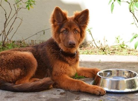 Red German Shepherd Puppies Dvguy