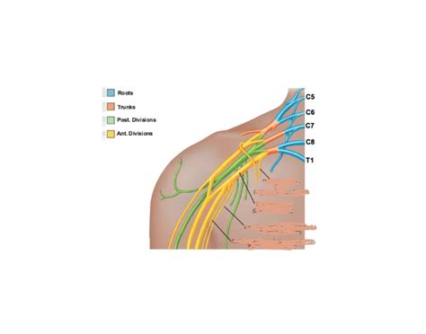 Brachial Plexus Nervous Quiz
