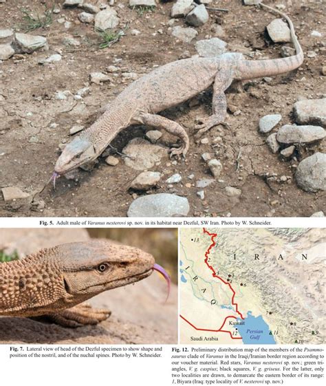 New Species Of Desert Monitor Lizard