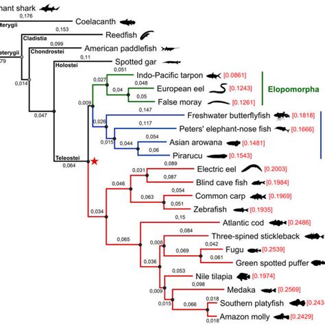 Phylogenomics Inference Phylogenomic Tree Inferred By Maximum Download Scientific Diagram