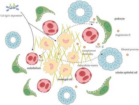 Extraglomerular Mesangial Cells