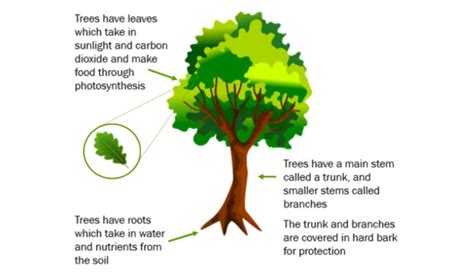 KS3 Secret Life Of Trees What Is A Tree Infographic Kew Endeavour