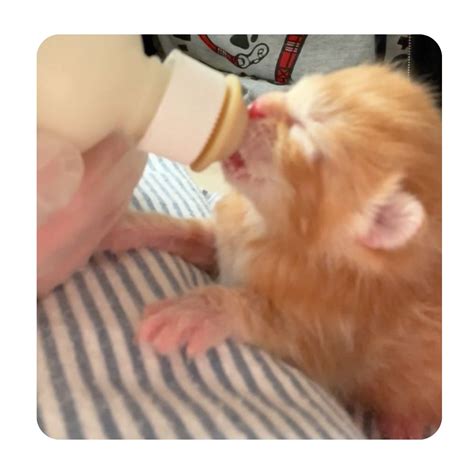 Steps To Bottle Feeding An Orphan Kitten Compassionate Kitten Care