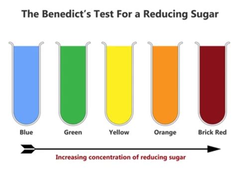 Stains Benedicts Reagent
