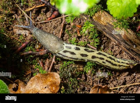 Limax Maximus Leopard Slug Crawling On The Ground Among The Leaves And Leaves A Trail Stock