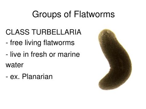 Ppt Flatworms Powerpoint Presentation Free Download Id2185699