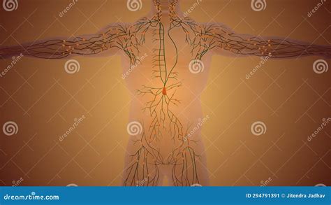 The Human Lymph Node Structure Stock Video Video Of Nerve System