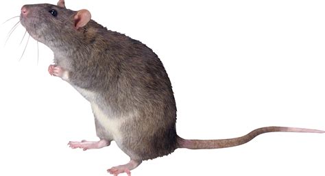 Mouse Rat Png Image