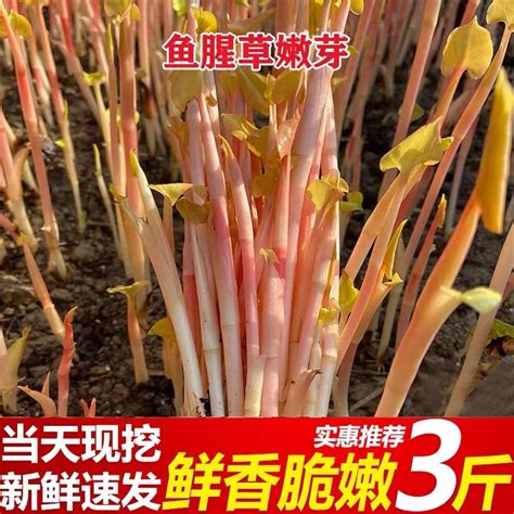 现挖四川鱼腥草嫩芽新鲜折耳根芽子新鲜脆嫩当季节节节根包邮凉拌虎窝淘