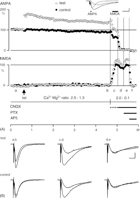 Ltp Induced In Normal Mg 2 Solution And The Nmda Component