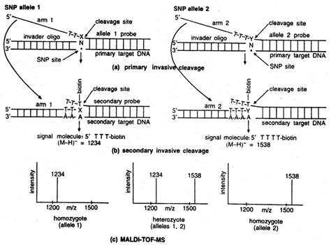 diagrammatic representation of invader squared assay and maldi tof ms