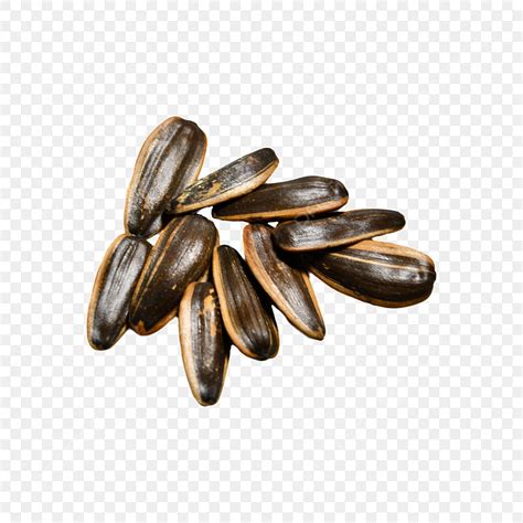 캐러멜 처리 된 해바라기 씨 검은 견과 볶은 해바라기 씨앗 Png 일러스트 및 이미지 에 대한 무료 다운로드 Pngtree