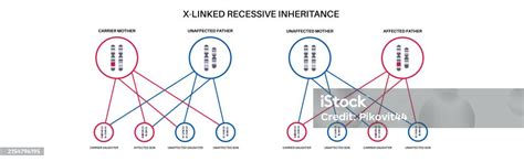 X Linked Recessive Inheritance Stock Illustration Download Image Now Carrying Chart