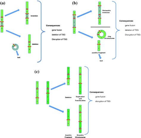 Repair And Chromosomal Translocations Oncohema Key