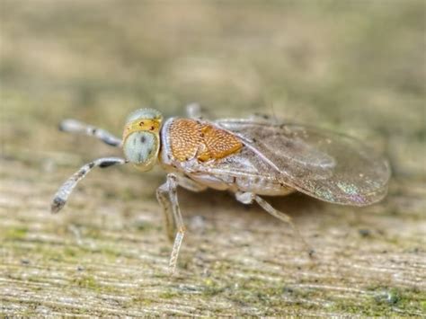 Género Metaphycus · Naturalista Colombia