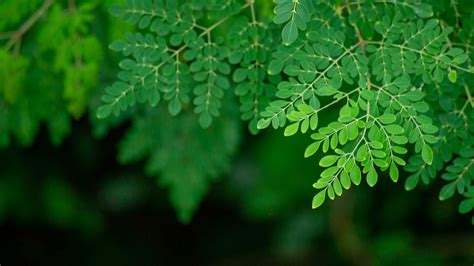 13 Science Backed Health Benefits And Uses Of Moringa Oleifera