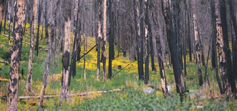 Lessons From A Wildfire Mindful Café