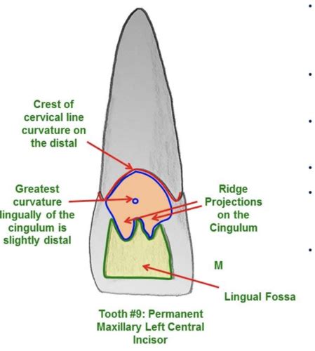 Tooth Morphology Morphology The Form And Structure Of 47 Off