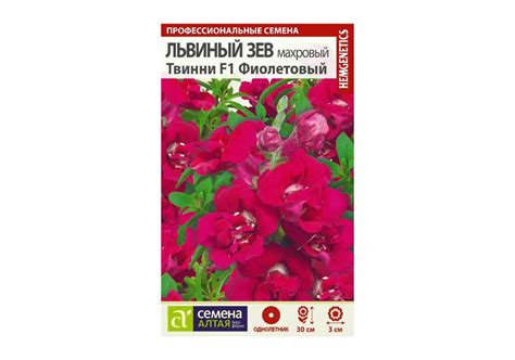 Купить Львиный из питомника "КСП" – доставка почтой, СДЭК