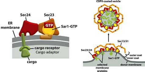 Topic 4 Protein Trafficking Bs2004 Molecular And Cellular Biology Ii