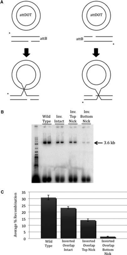 A Recombination Reactions With Attb Suicide Substrates Nicked On