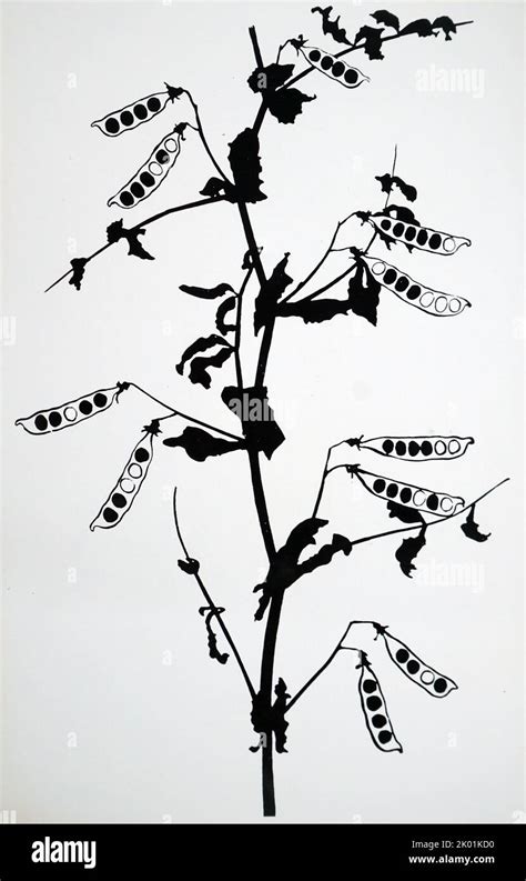 Mendelian Inheritance Of Seed Colour In The Culinary Pea From Ad