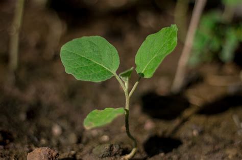 씨앗에서 성장 하는 젊은 식물 비옥한 토양으로 자연에 단계 농업의 개념 농부에 대한 스톡 사진 및 기타 이미지 농부 농업 농장 Istock