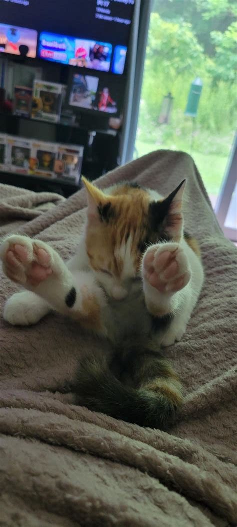 Lil Beans Update R Calicokittys