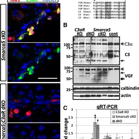 Altered C3 Complement Protein Expression In The Smarca5 Cko Cerebellum