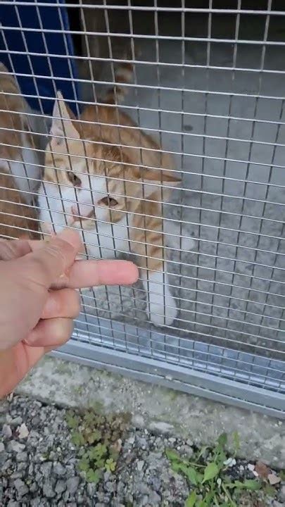 고양이 참을수 없는 유혹 Youtube