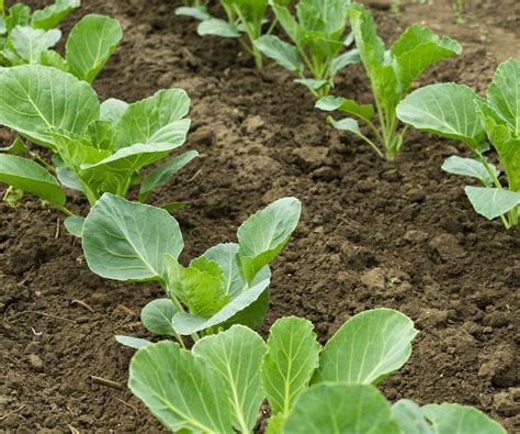 When To Plant Cabbage In Your Vegetable Garden Homes And Gardens