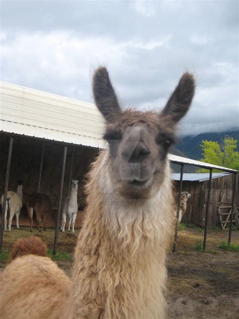 Sexy Llama By Local Llama On Deviantart