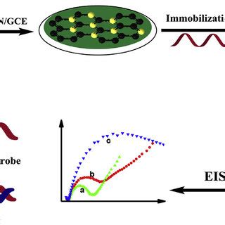 Schematic Illustration Of The Fabrication Of The Sensor Download Scientific Diagram