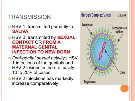 Herpes Simplex Virus Classification Clinical Findings Oral Manifestations Dental