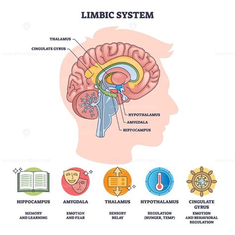 Limbic System Diagram Shows Brain Outline With Hippocampus Amygdala