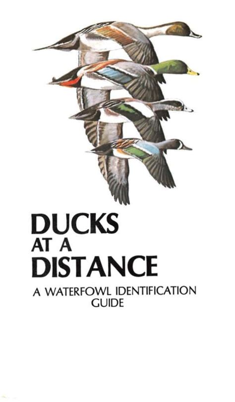 Duck Identification Charts Template Sp Premium Template Template Spark