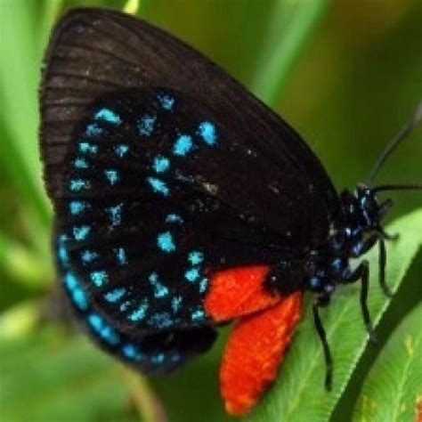 Insect Analytics Object Detection Dataset By Ai Concepts