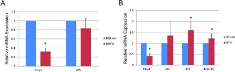 Effects Of Rdna Related Gene Expression In Mef And Nt Blastocysts When Download Scientific