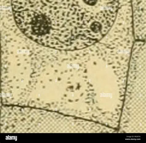 Anaphase Under Microscope