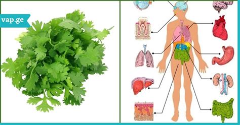 ერთი ბუნებრივი ინგრედიენტი და უამრავი დაავადების მკურნალობა Vap Ge