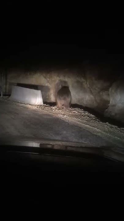 დათვი რაჭის გზაზე Youtube